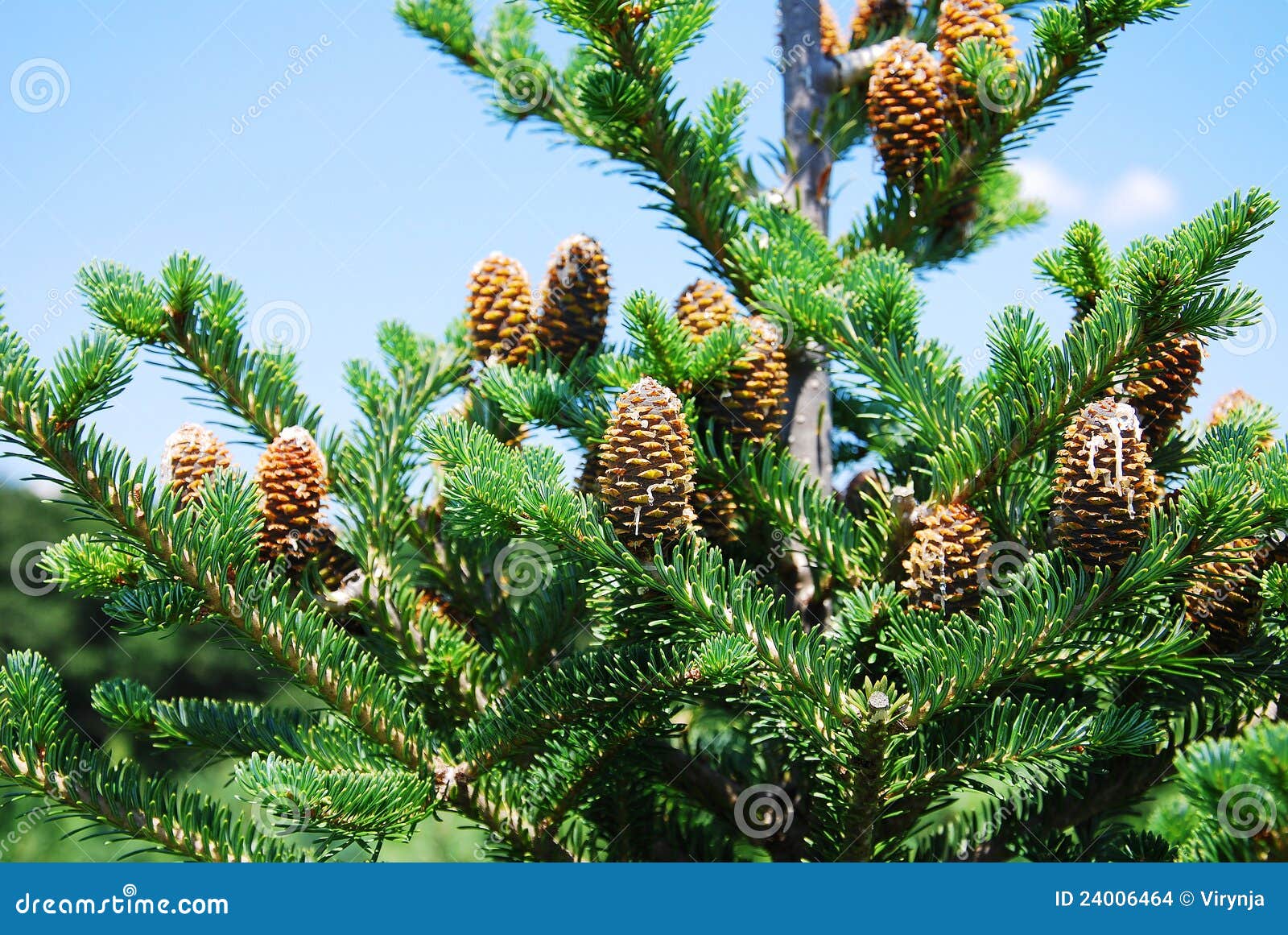 Fir tree stock photo. Image of green, forest, clouds - 24006464
