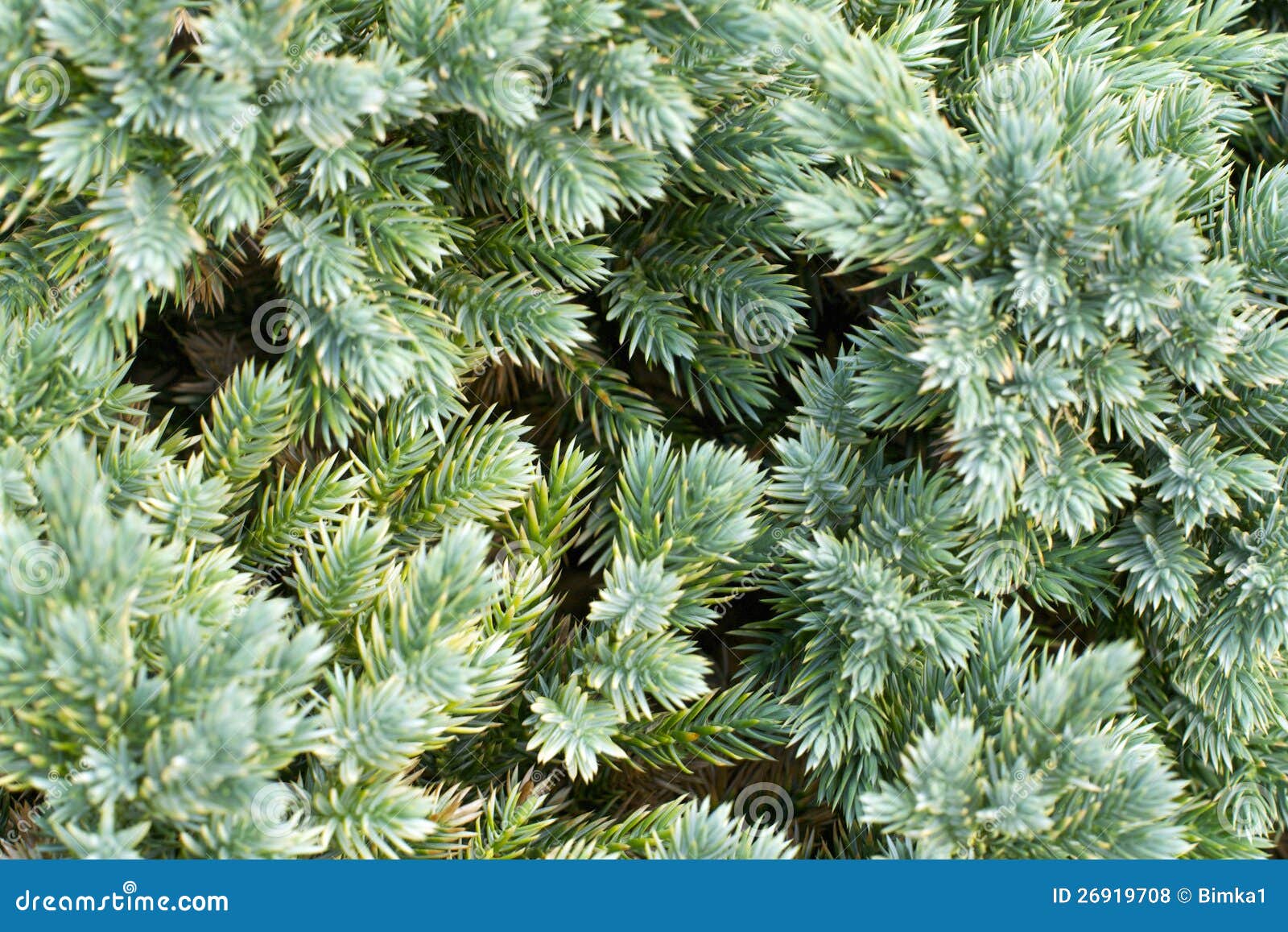 Fir Tree stock photo. Image of ornate, branch, firtree - 26919708