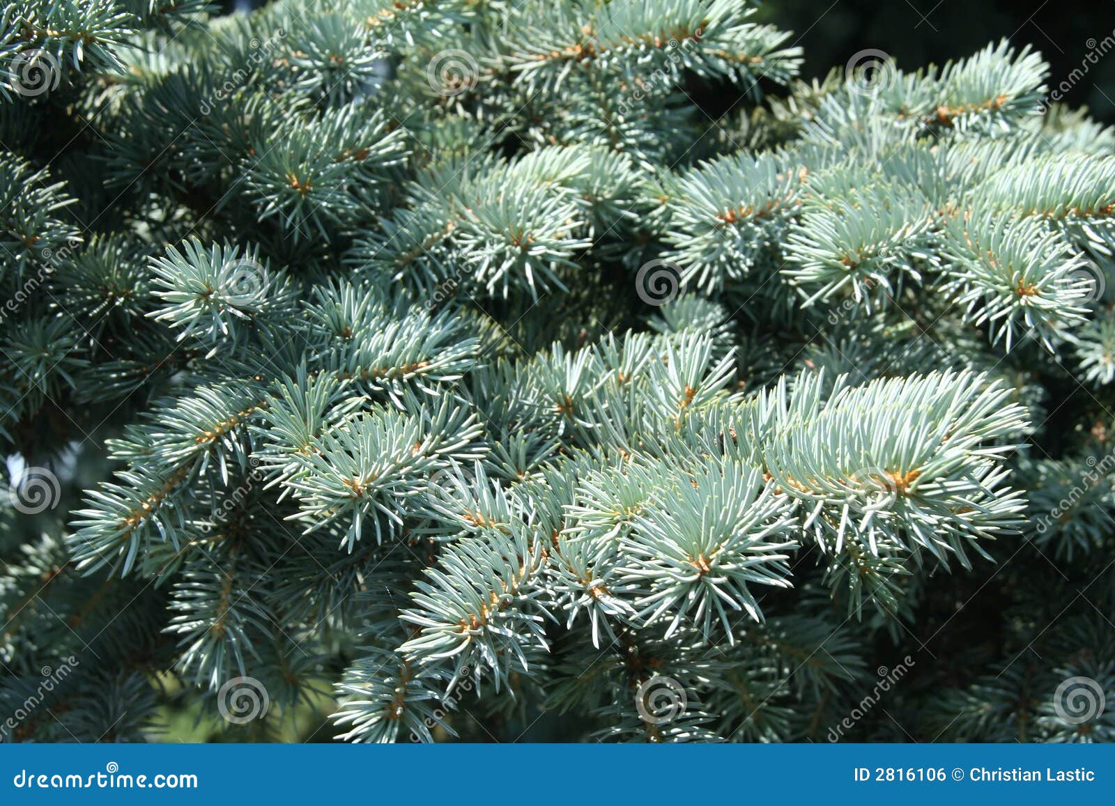 Fir tree stock photo. Image of forest, knob, barb, branches - 2816106
