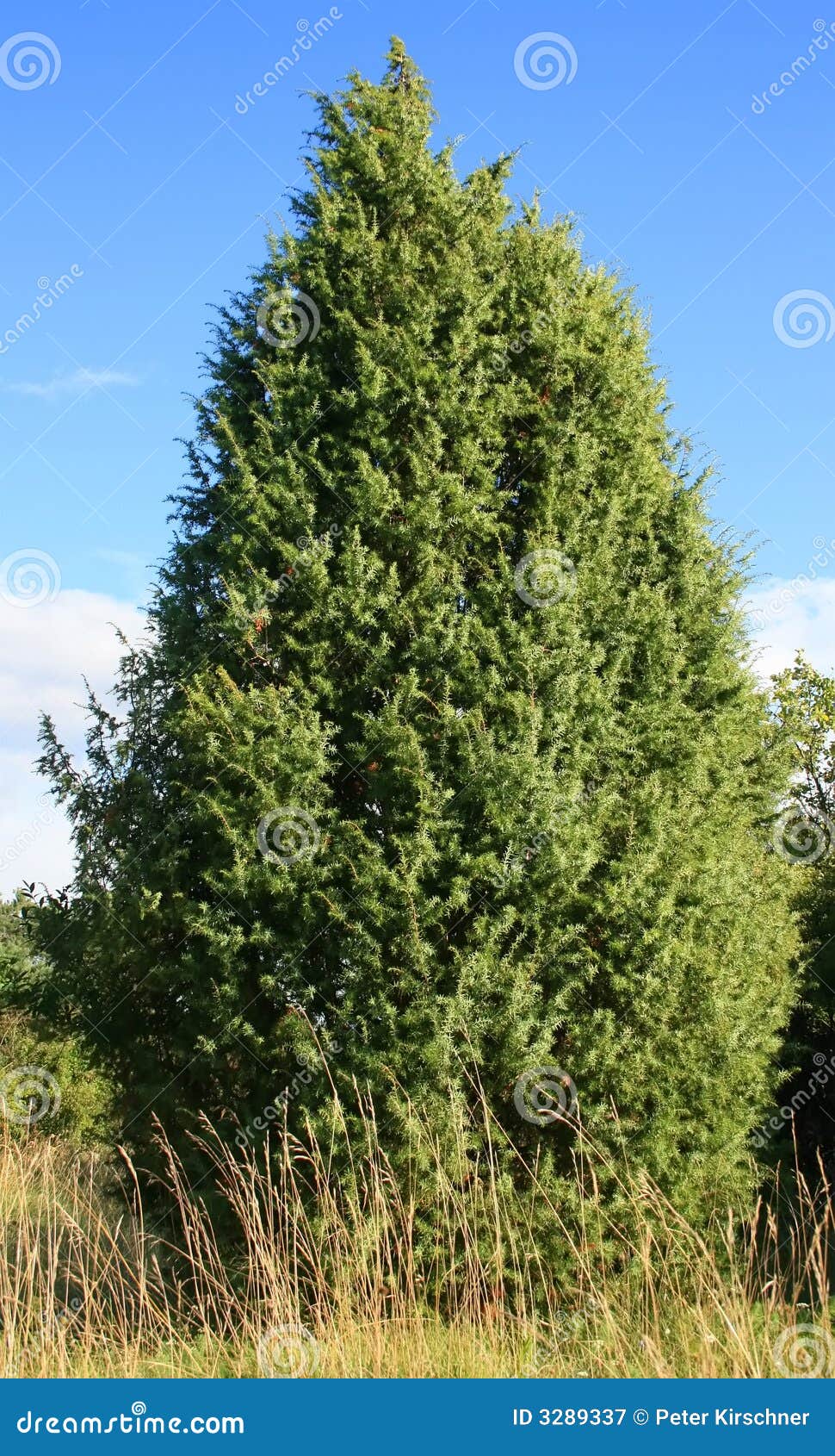 Fir Tree stock image. Image of heaven, sunny, botanical - 3289337