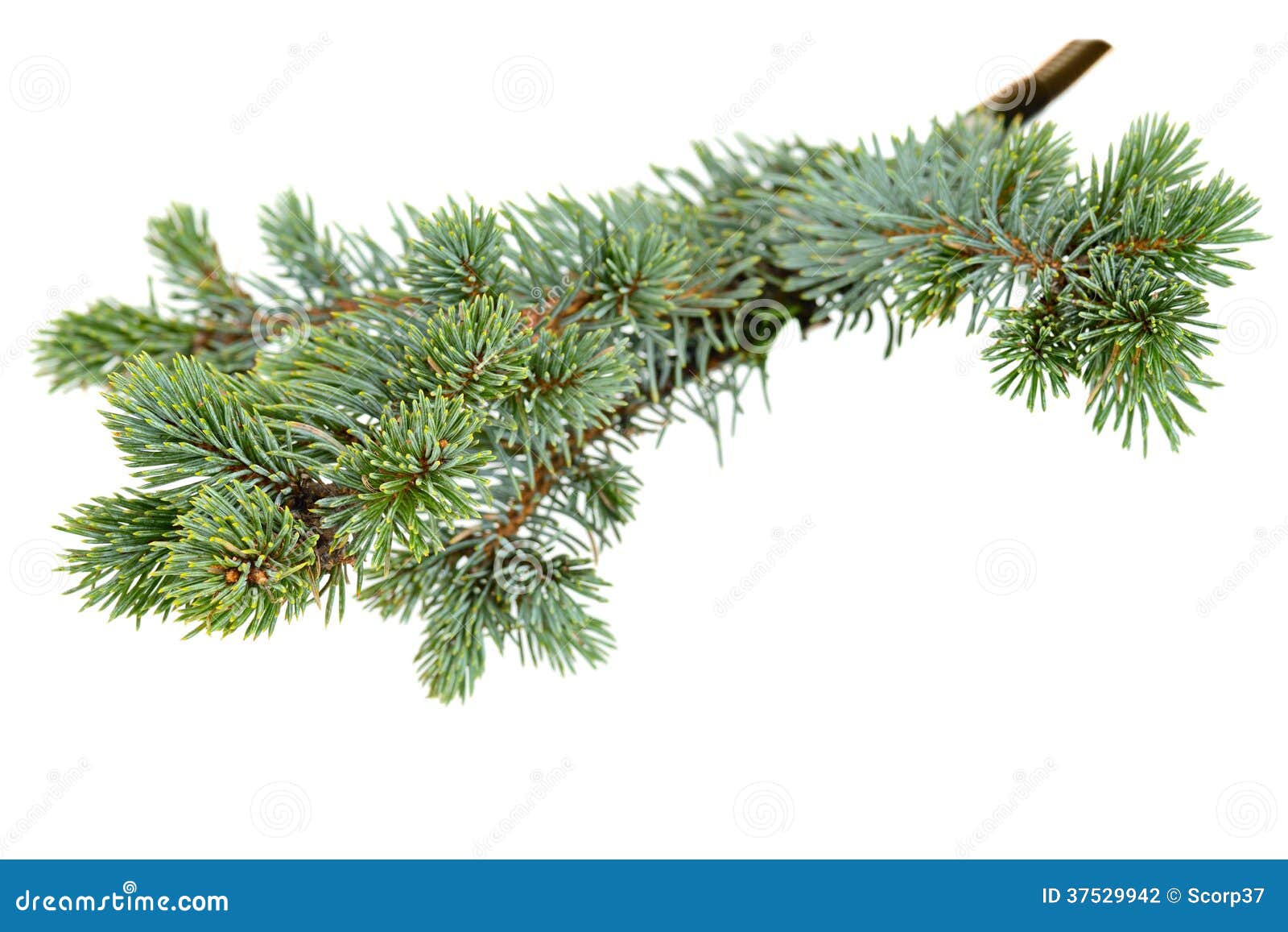 Fir tree stock photo. Image of isolated, nature, decor - 37529942