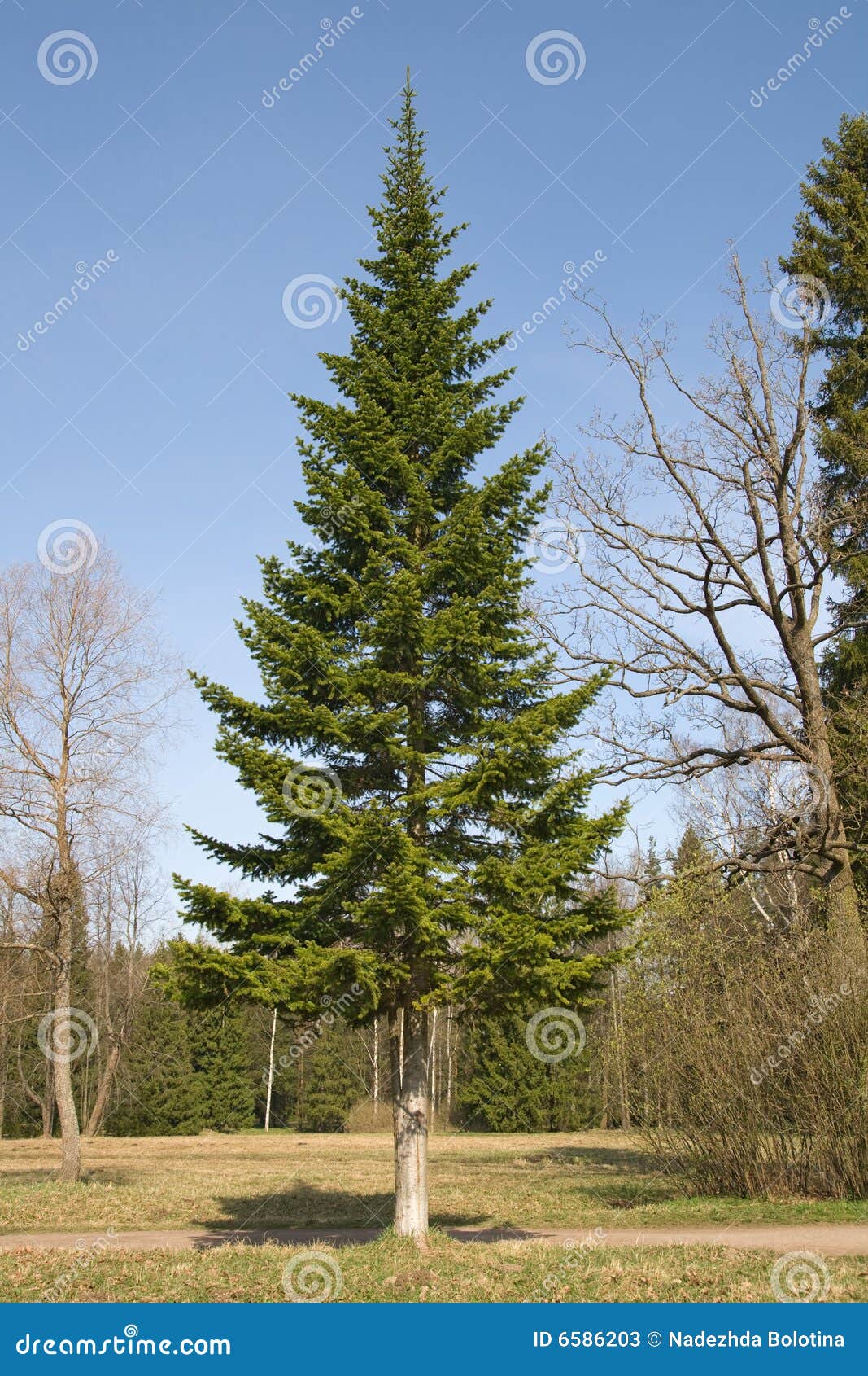 Fir-tree stock image. Image of coniferous, spruce, green - 6586203