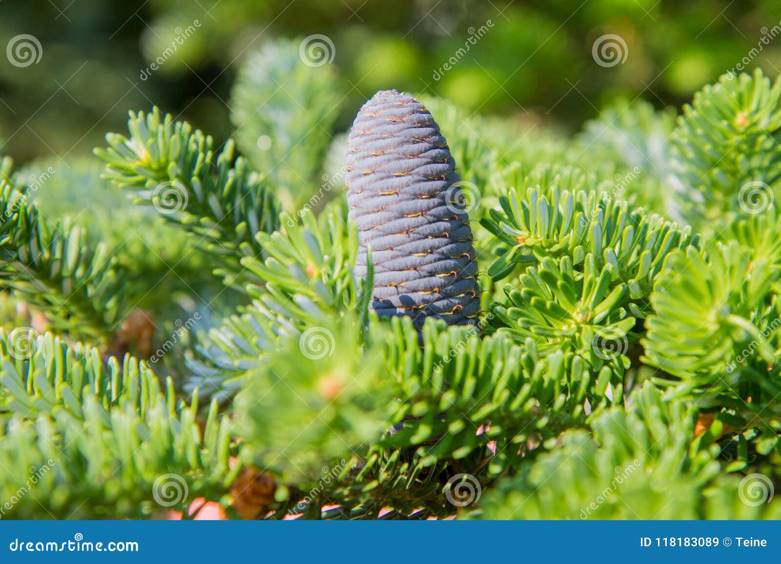 Fir tree cones stock image. Image of background, branch - 118183089