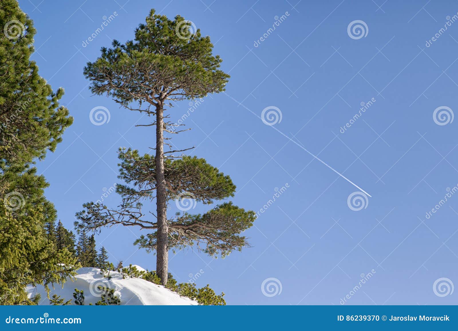Fir Tree and Airplane on the Sky Stock Photo - Image of airplane, tatry ...