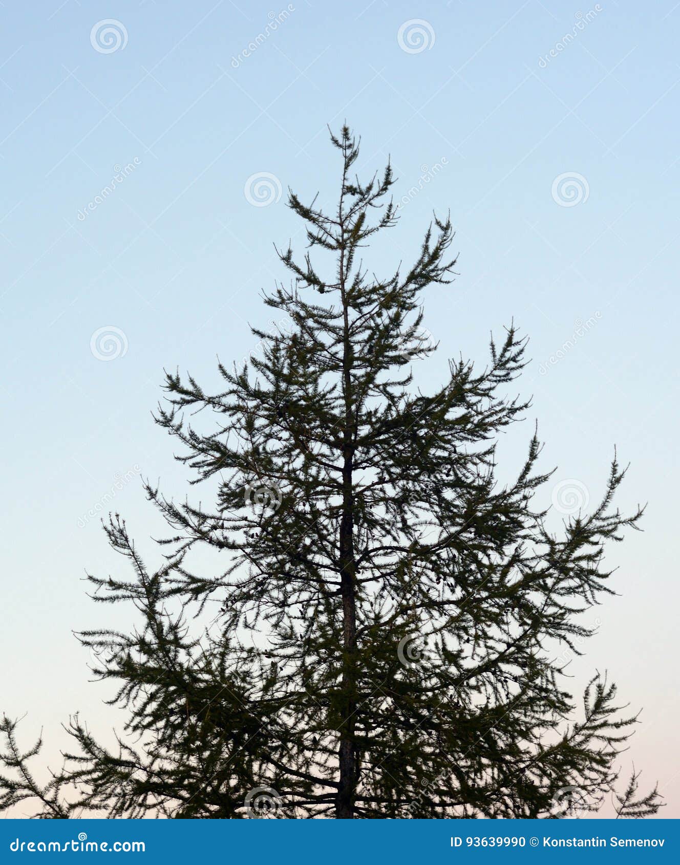 Fir tree at autumn. stock photo. Image of beautiful, outdoor - 93639990
