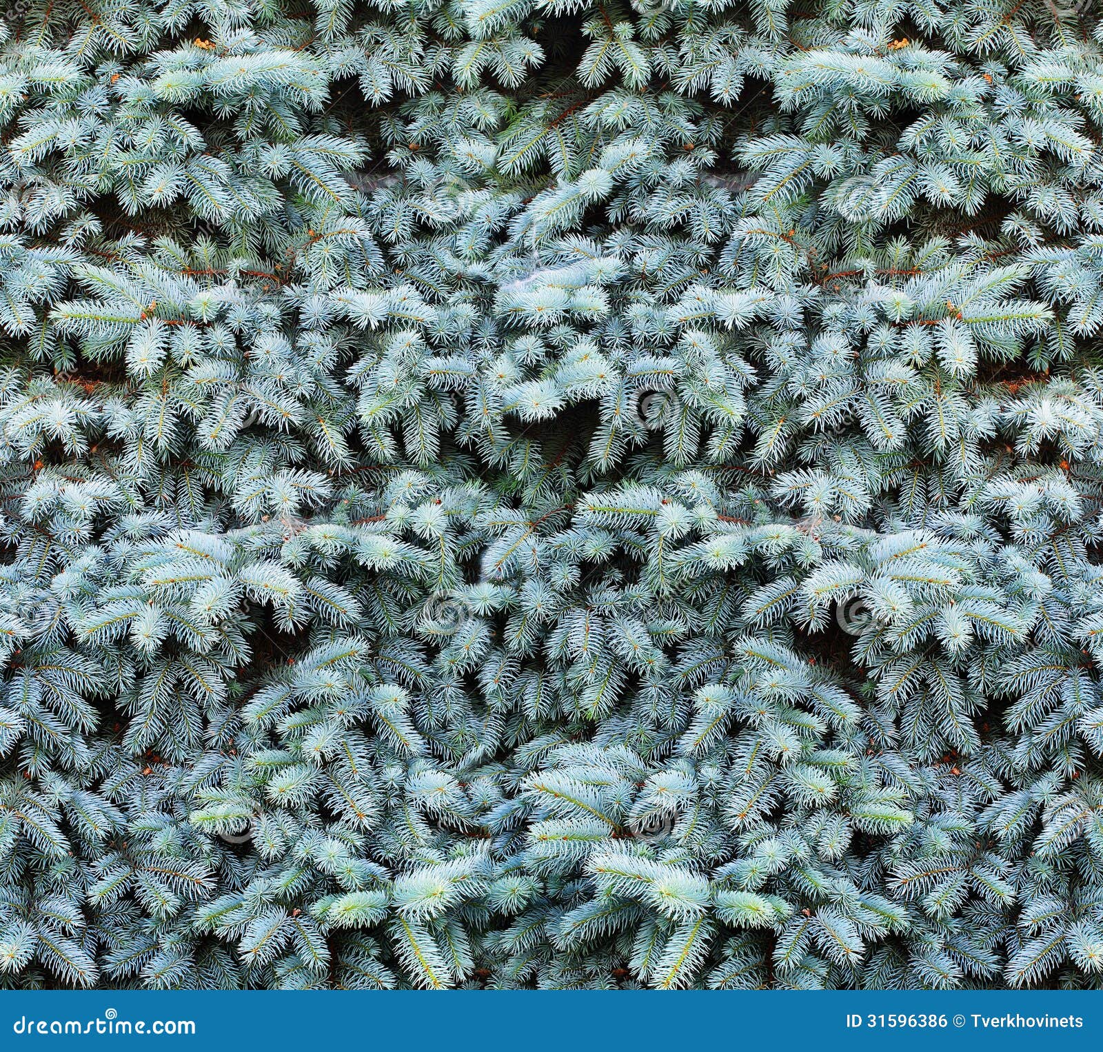 Fir-tree background stock photo. Image of branchy, botanical - 31596386