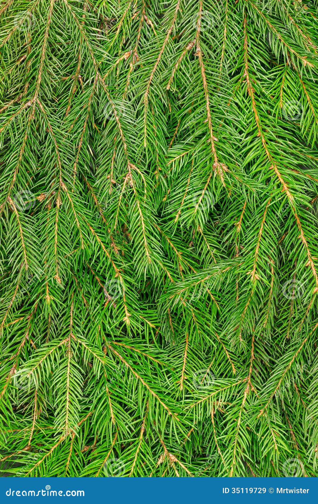 Fir tree background stock image. Image of decoration - 35119729