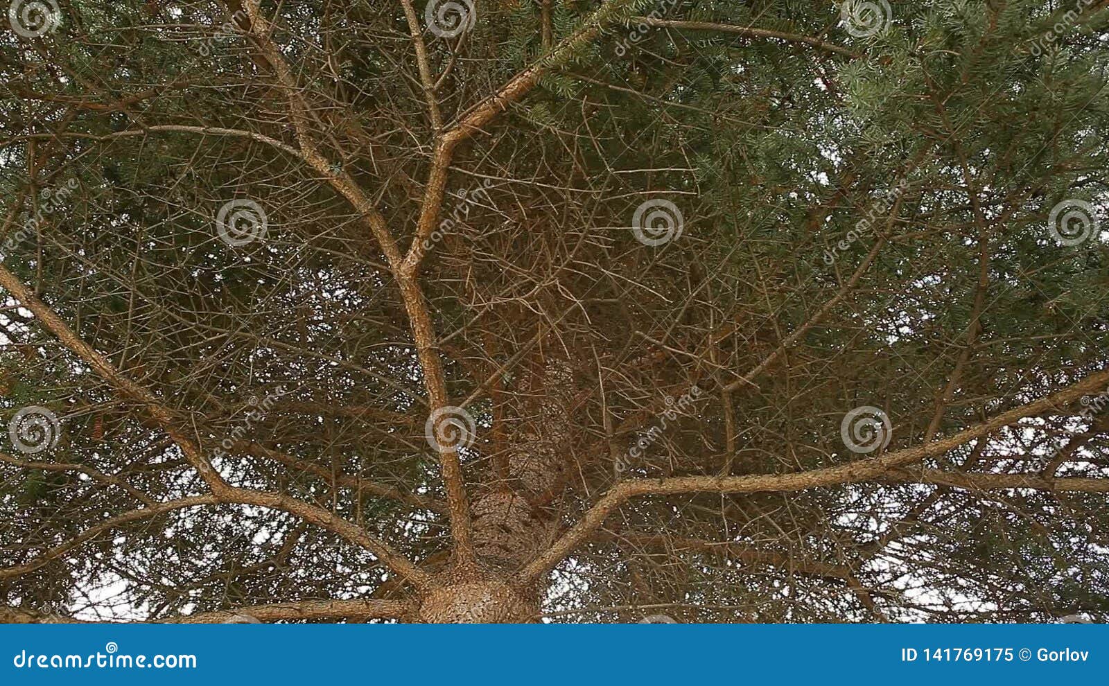 Fir Tree Background Wind Hd Footage Nobody Stock Video - Video of leaf ...