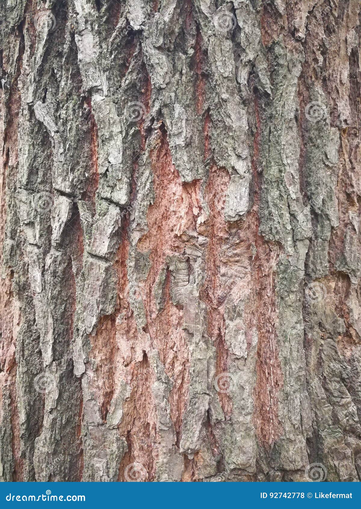 Fir tree bark texture stock photo. Image of texture, bark - 92742778