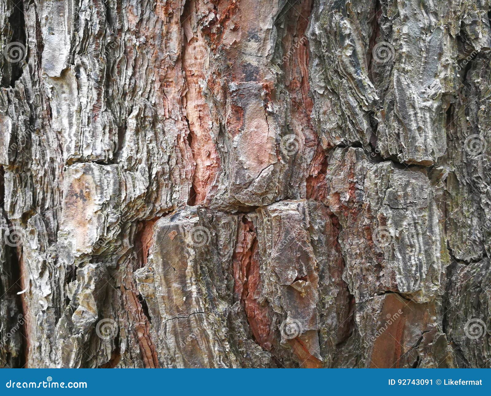 Fir tree bark texture stock image. Image of bark, wood - 92743091
