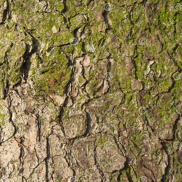 Fir tree bark texture. stock photo. Image of color, textured - 35659834
