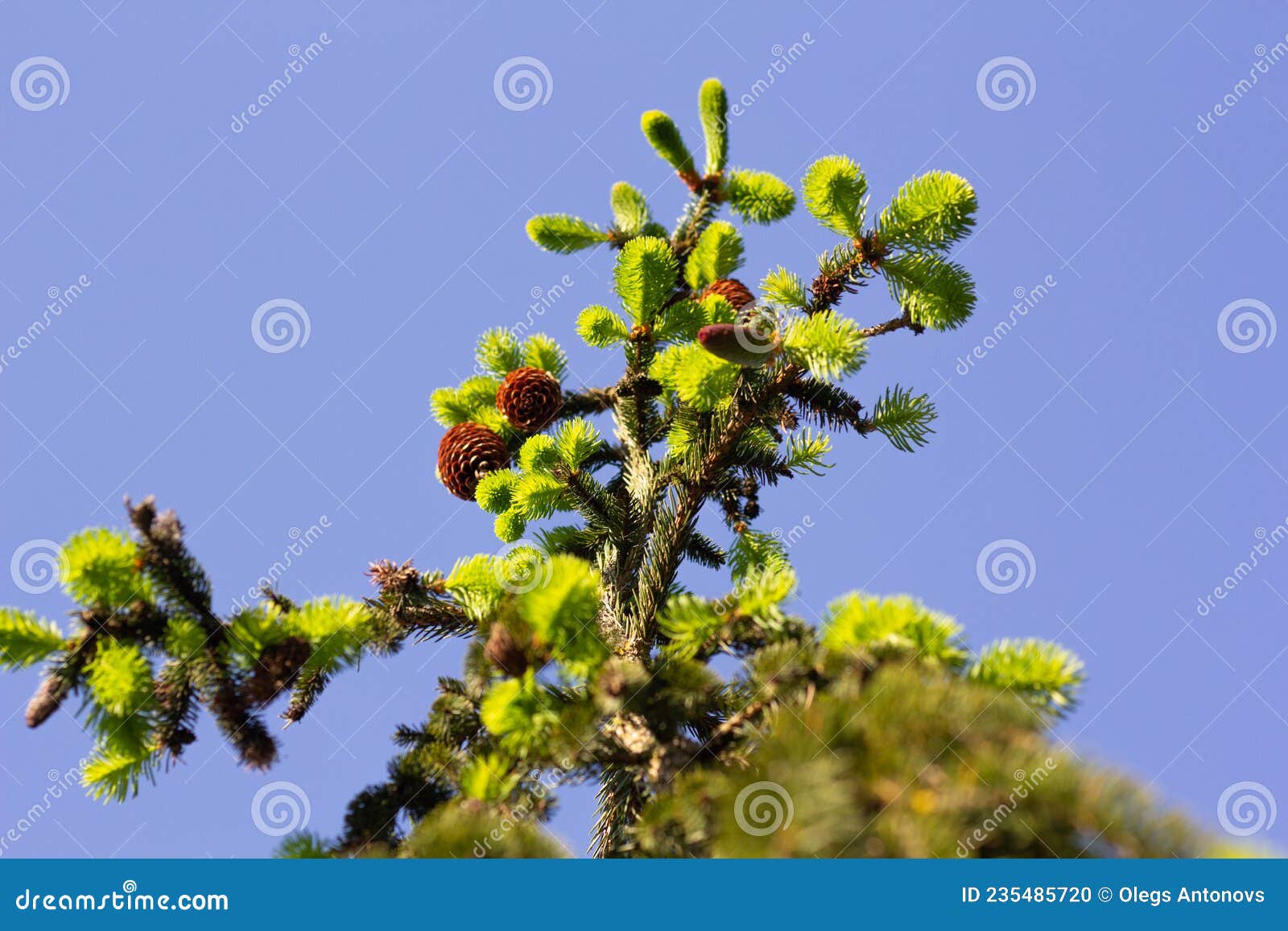 Fir Tree at the Botanical Garden Stock Photo - Image of babite, yellow ...