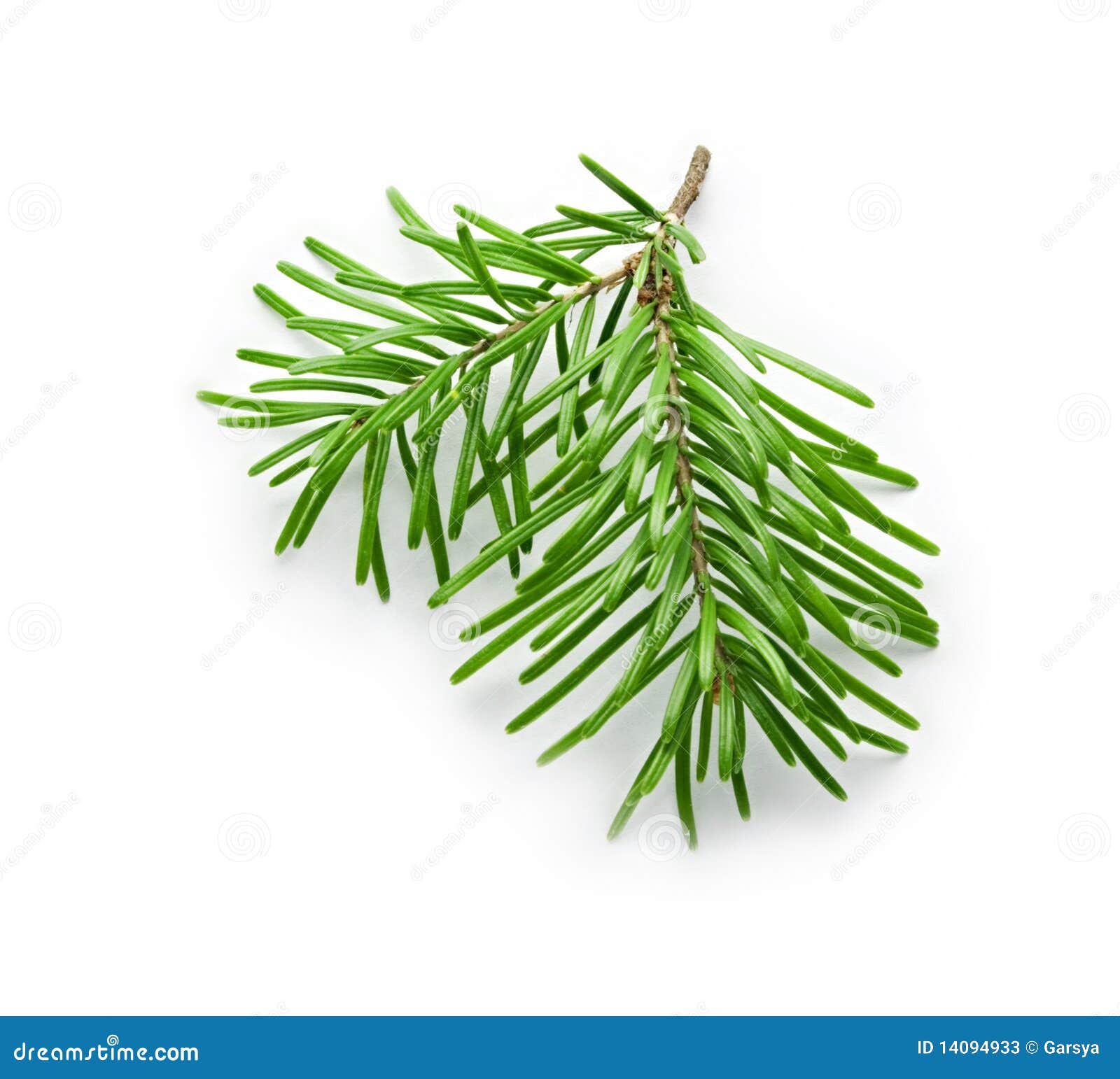 Fir tree branch stock image. Image of nature, season - 14094933
