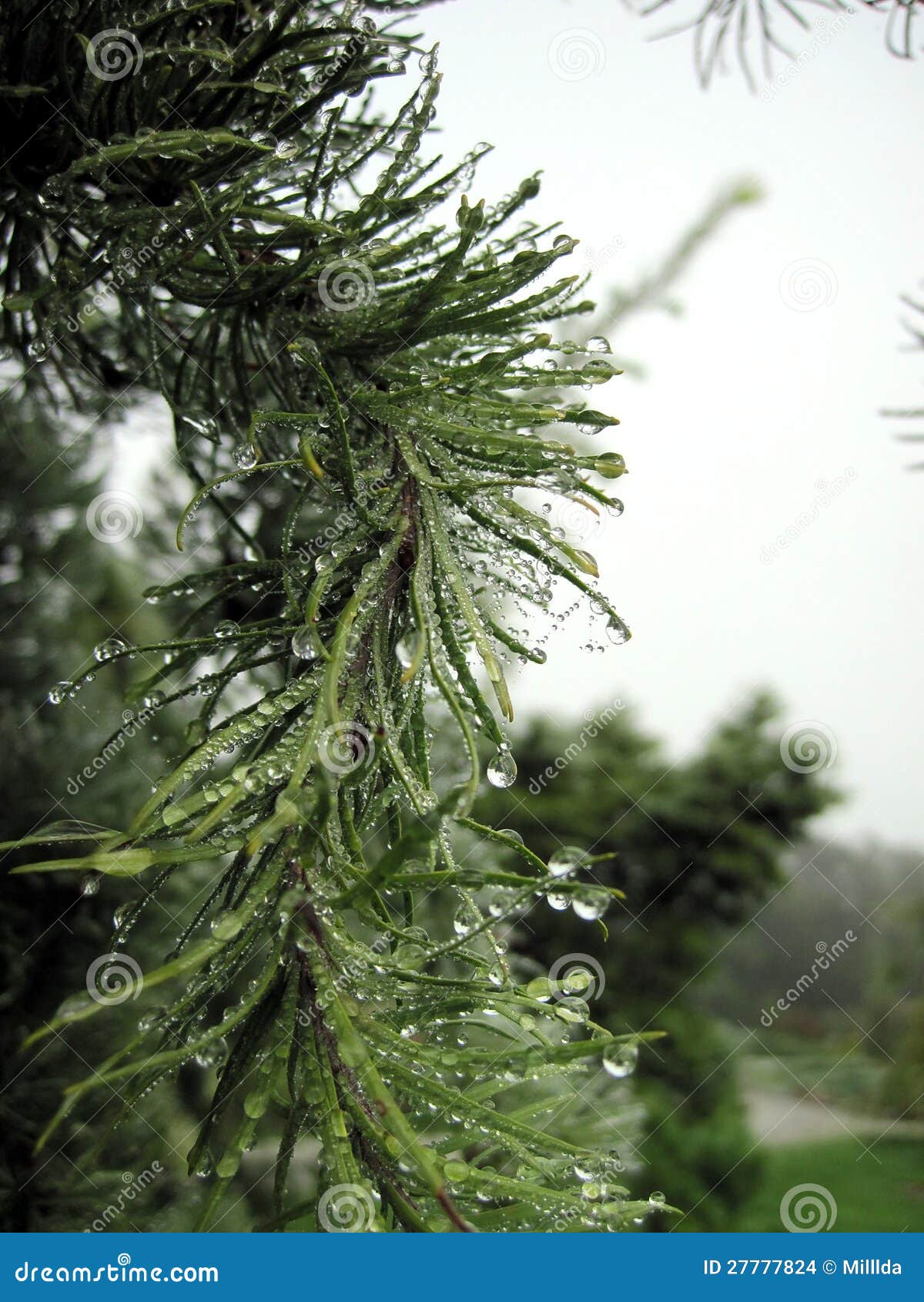 Fir tree branch stock photo. Image of thorn, branch, tree - 27777824