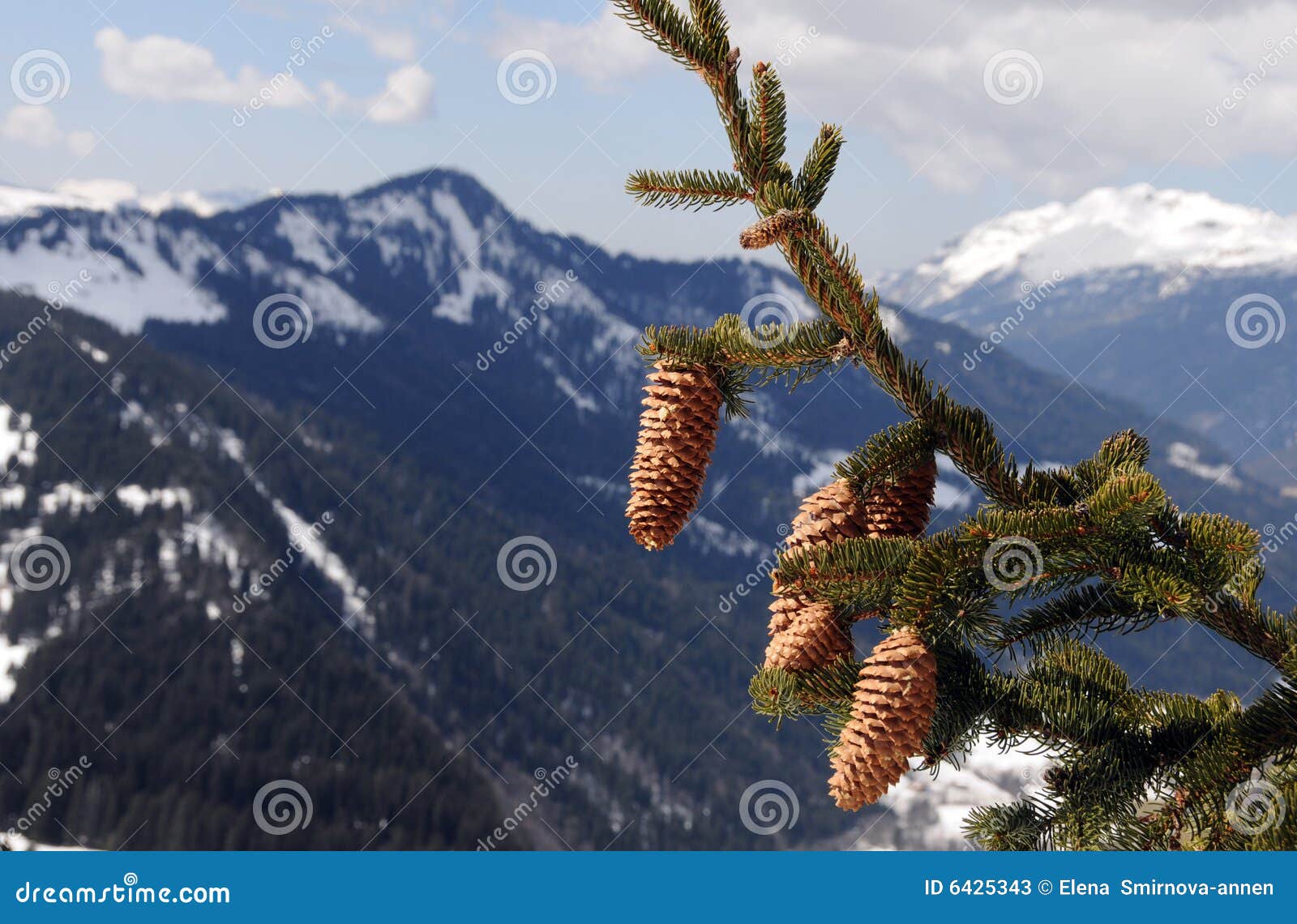 Fir tree branch stock image. Image of branch, pine, xmas - 6425343