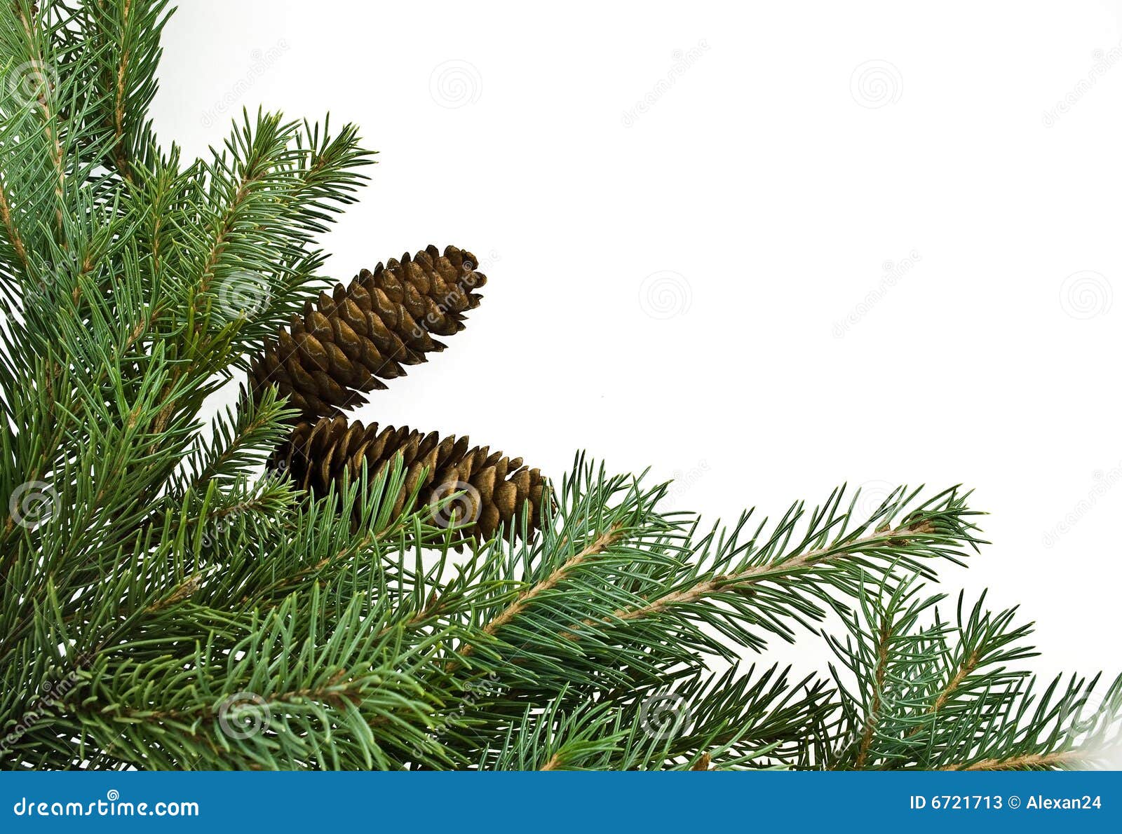 Fir tree branch stock image. Image of cone, coniferous - 6721713
