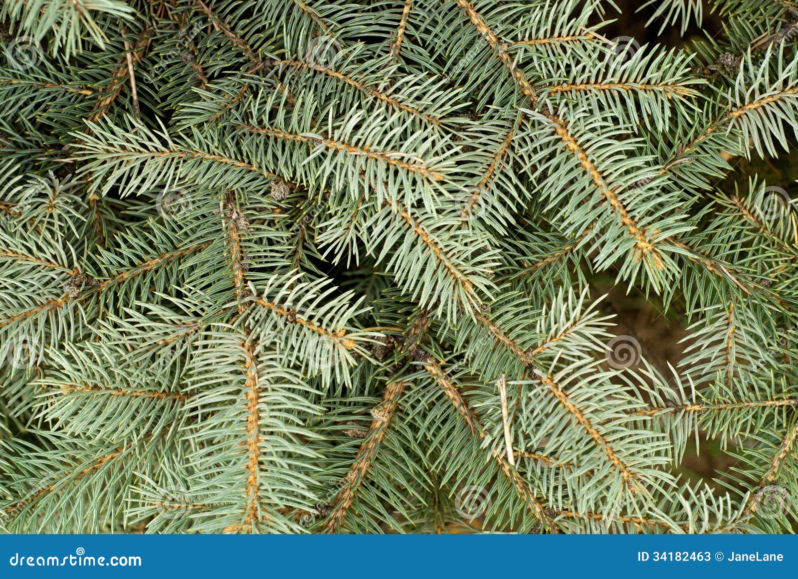 Fir tree branch stock image. Image of branch, bush, decorate - 34182463