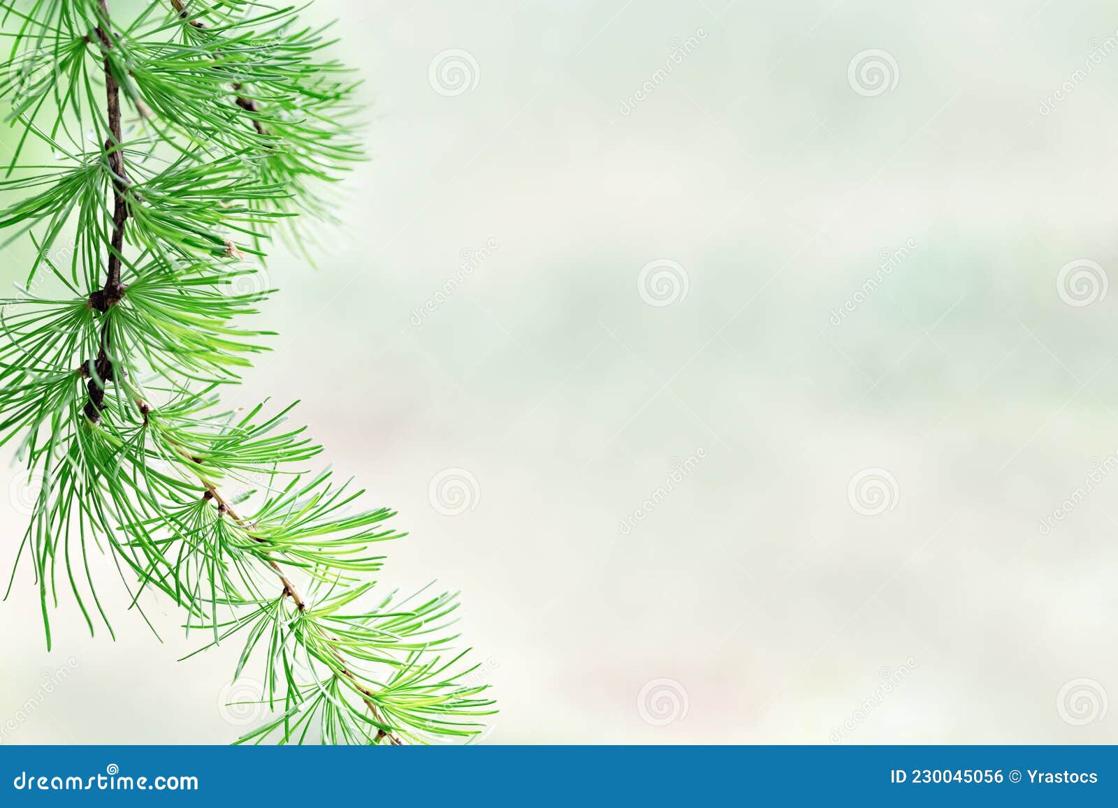 Fir Tree Branch Close Up. Soft Needles on Tree. Natural Environment ...
