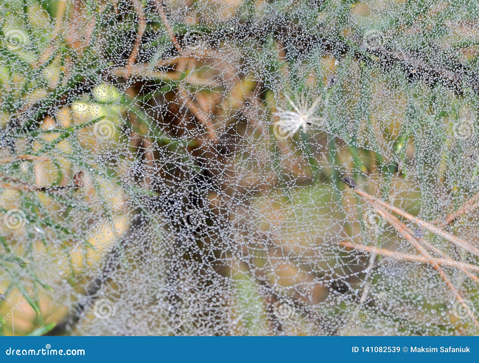 Fir-tree Branch in a Cobweb a Cobweb on Tree Stock Image - Image of ...