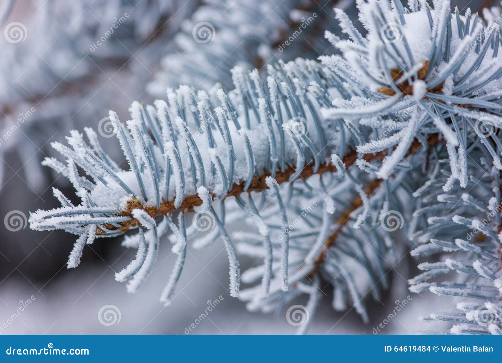 Fir Tree Branch Covered with Snow Close Up Stock Photo - Image of ...