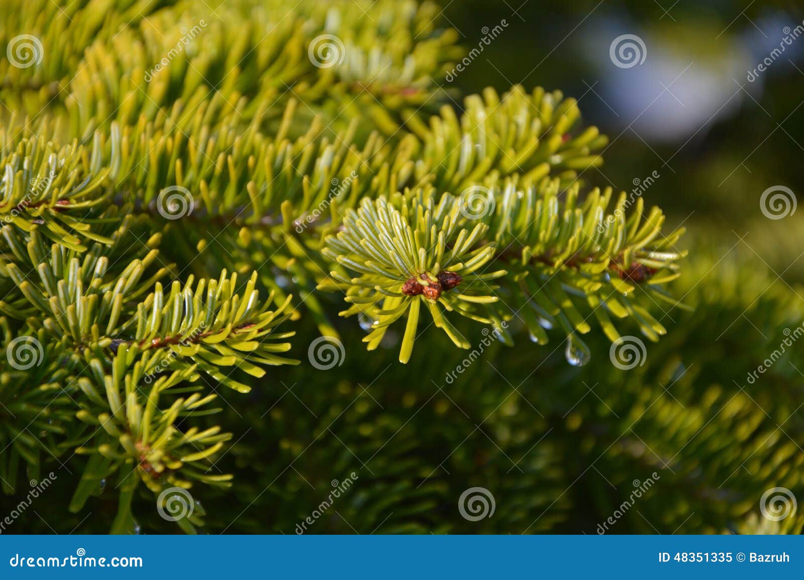 Fir-tree branch stock image. Image of keywords, cristmas - 48351335