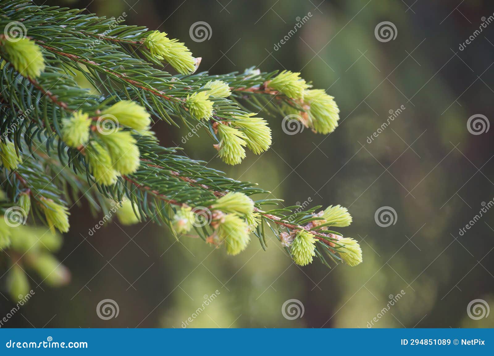 Fir Tree Branch with Fresh Young Green Shoots Stock Image - Image of ...
