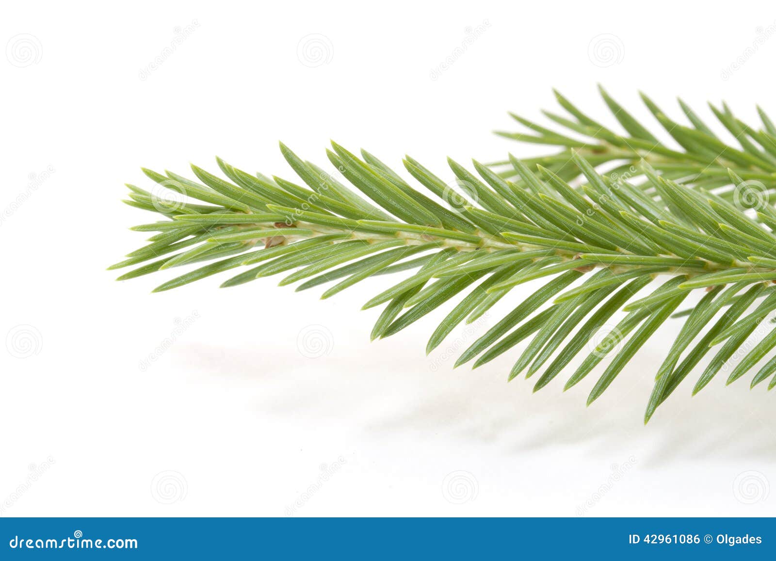 Fir-tree branch stock photo. Image of young, background - 42961086