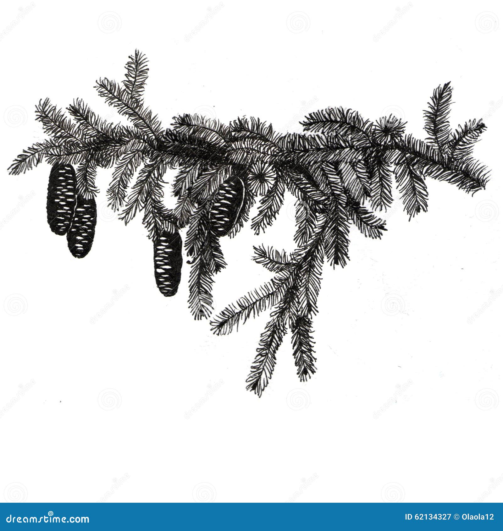Fir-tree branch stock illustration. Illustration of pencil - 62134327