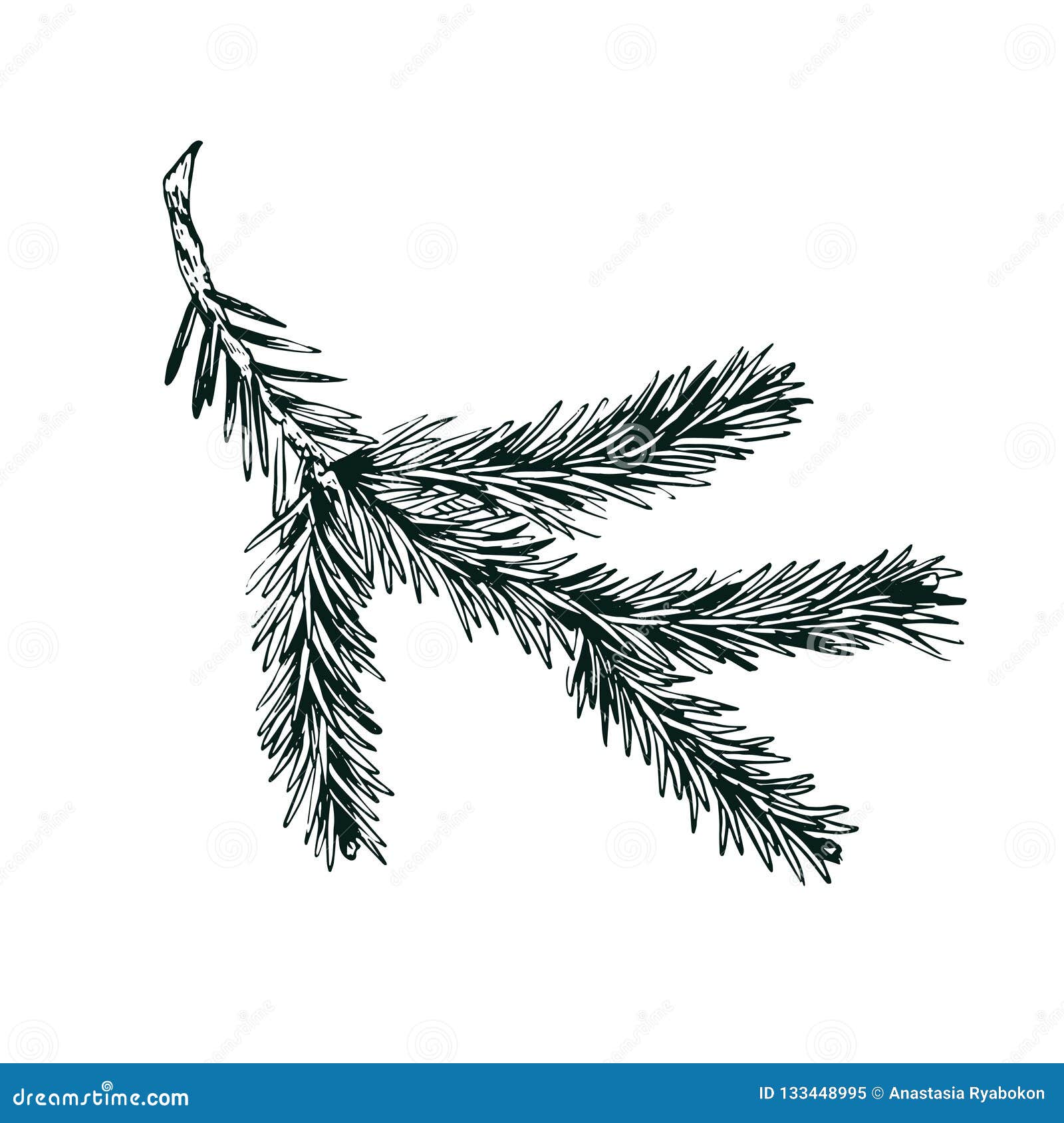 Fir Tree Branch Ink Drawing Vector Stock Vector - Illustration of plant ... Fir Tree Branch Ink Drawing Vector Stock Vector - Illustration of plant ...
