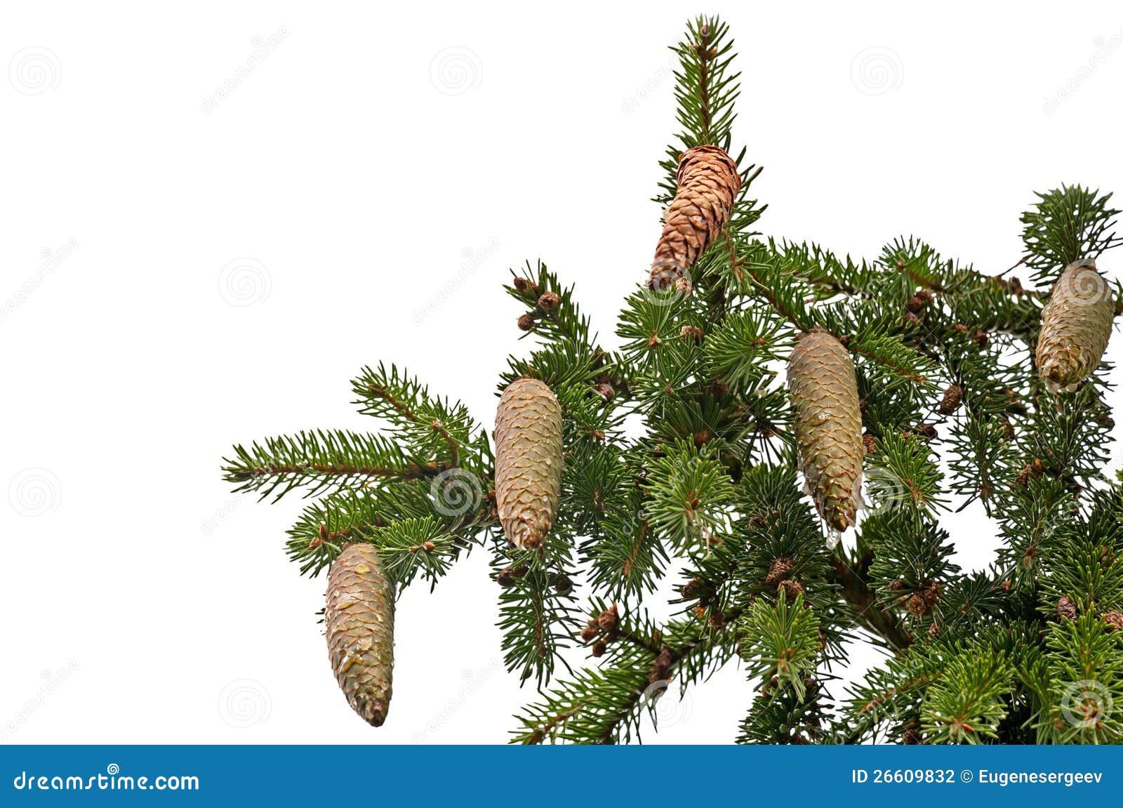 Fir Tree Branch Isolated on White Stock Photo - Image of conifer, lush ...