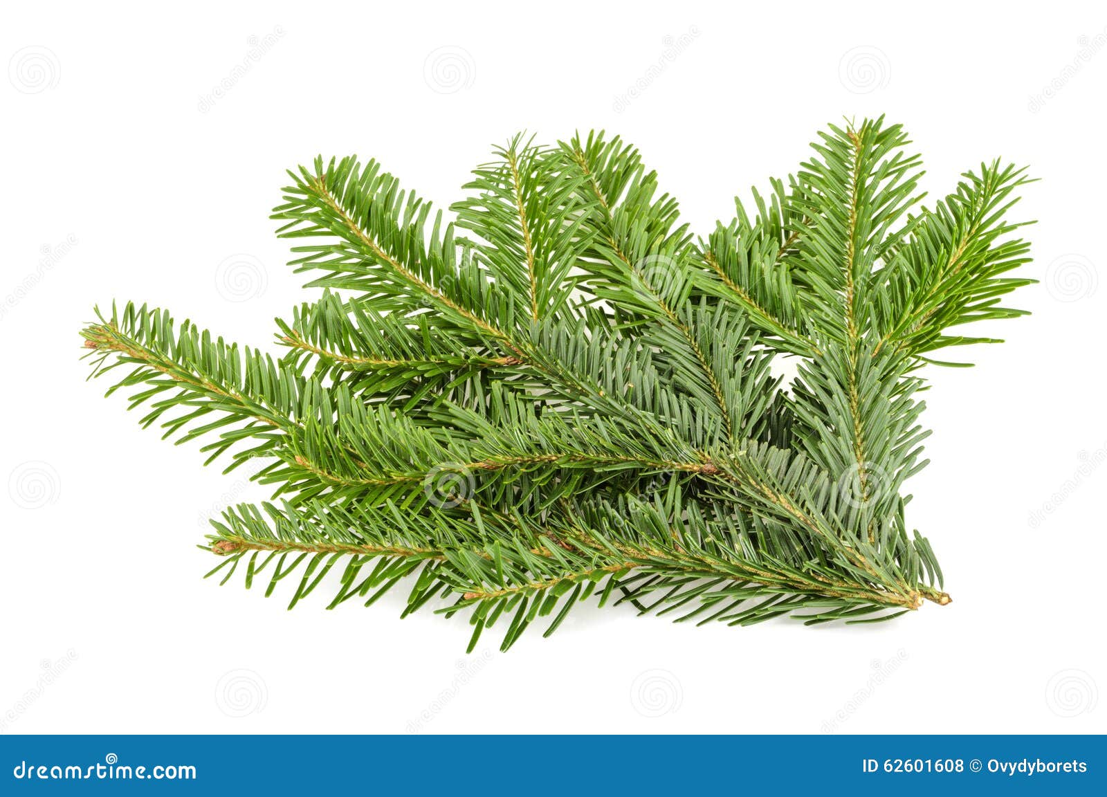 Fir Tree Branch Isolated on White Stock Photo - Image of furtree ...