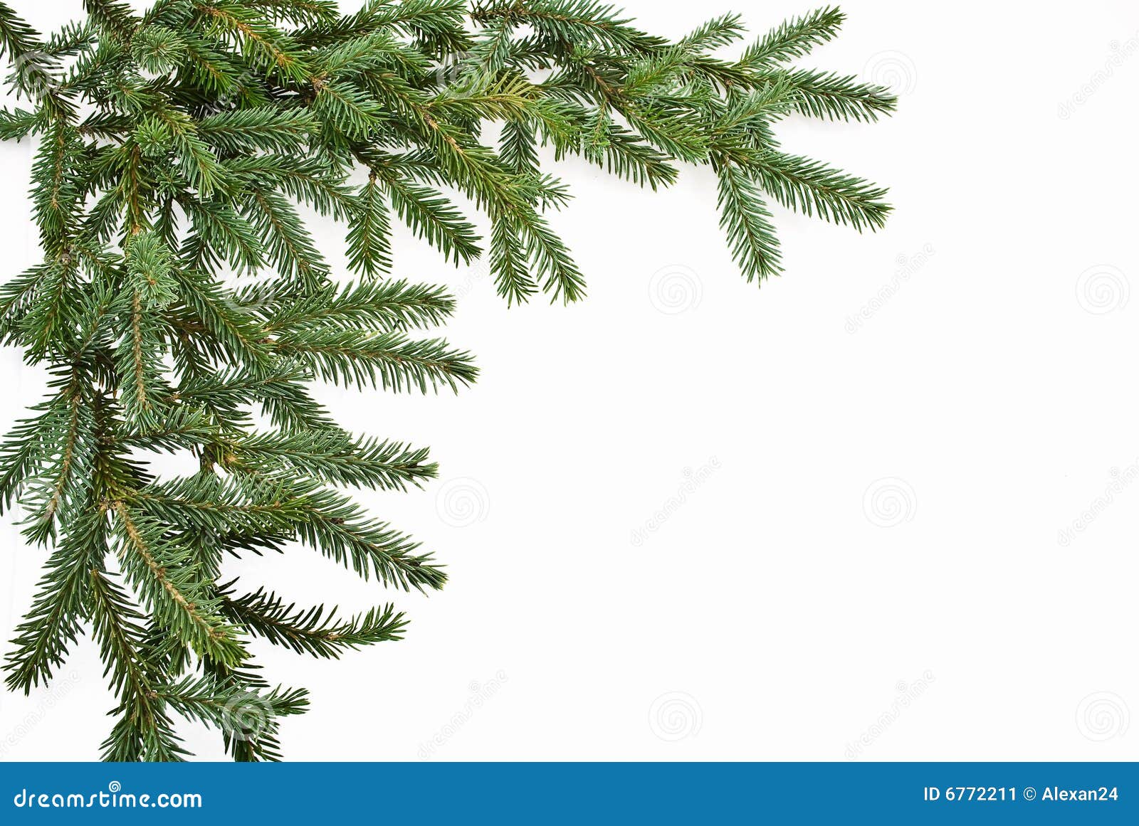 Fir Tree Branch Isolated on White Stock Image - Image of macro, branch ...