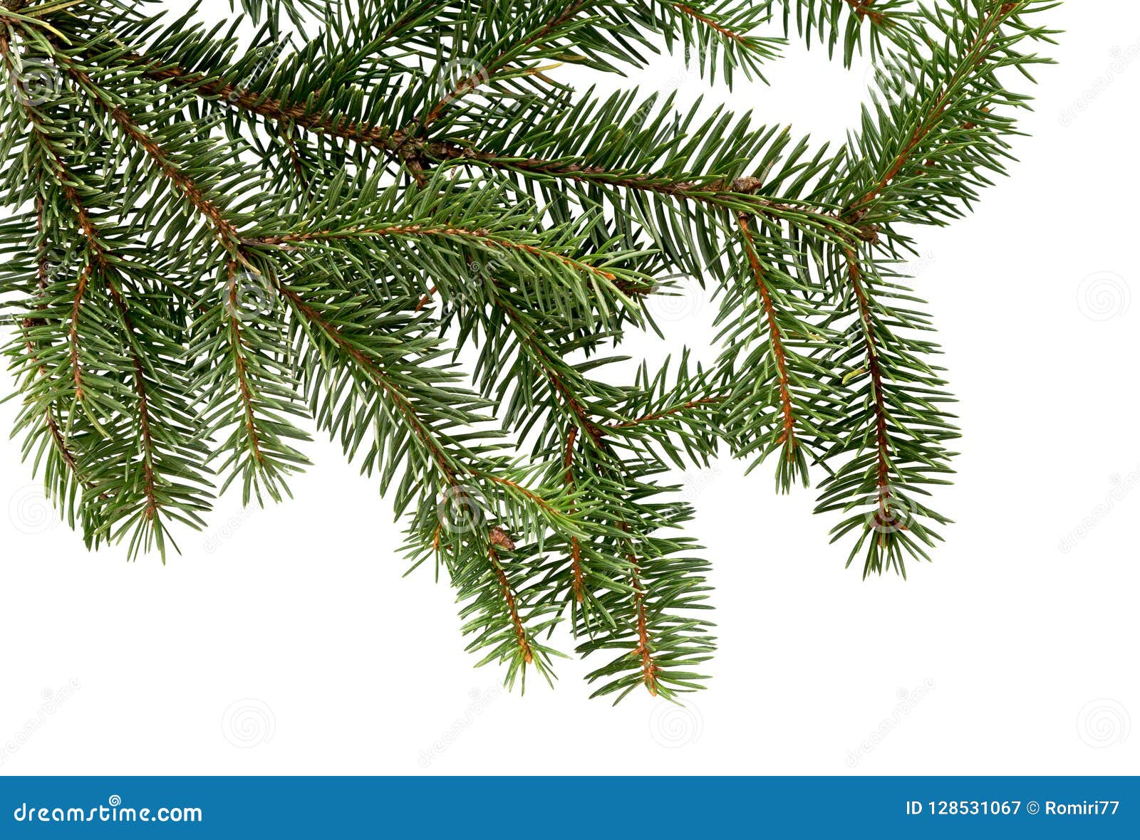 Fir Tree Branch Isolated on White Background. Pine. Christmas Fir ... Fir Tree Branch Isolated on White Background. Pine. Christmas Fir ...