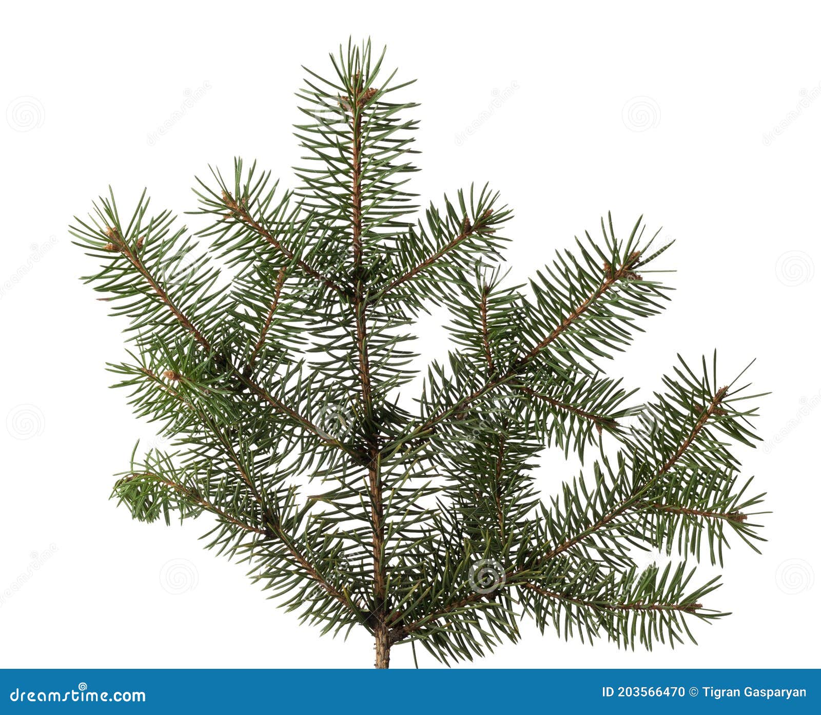 Fir Tree Branch Isolated on White Stock Photo - Image of background ...
