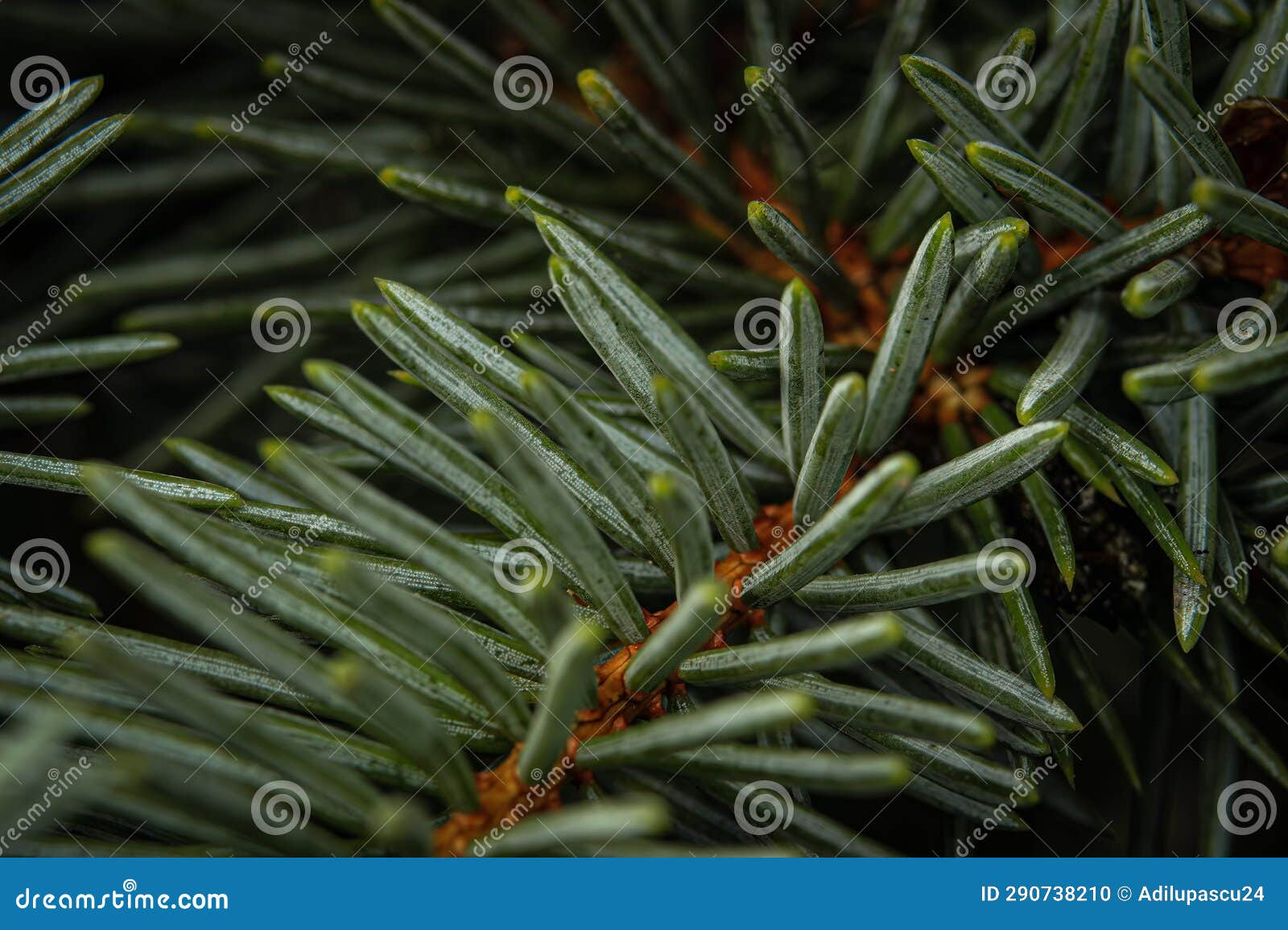 Fir Tree Branch with Little Cones - Macro Photo Stock Photo - Image of ...