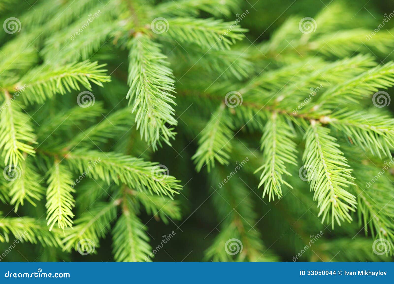 Fir tree stock photo. Image of natural, season, closeup - 33050944