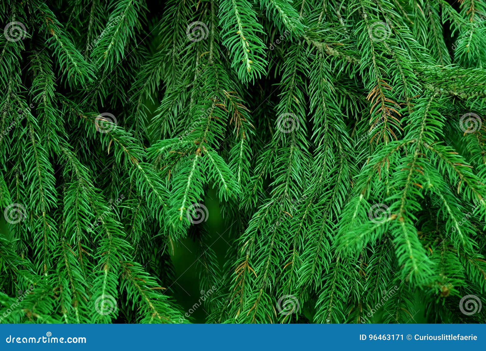 Fir Tree. Branch Needles Texture Stock Image - Image of park, ecology ...