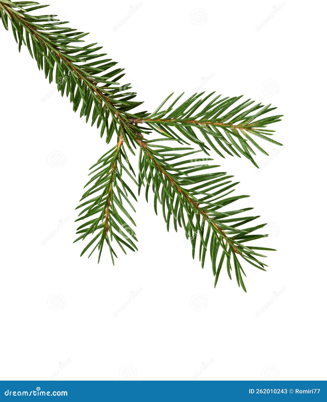 Fir tree branch. Pine twig stock image. Image of winter - 262010243