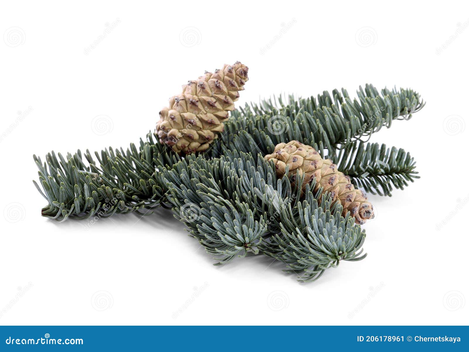 Fir Tree Branch with Pinecones Isolated on White Stock Image - Image of ...