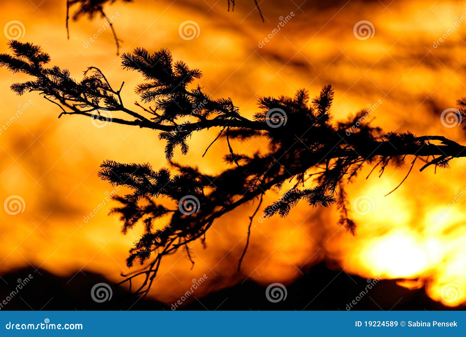 Fir Tree Branch during the Sunset Stock Image - Image of buds, nature ...