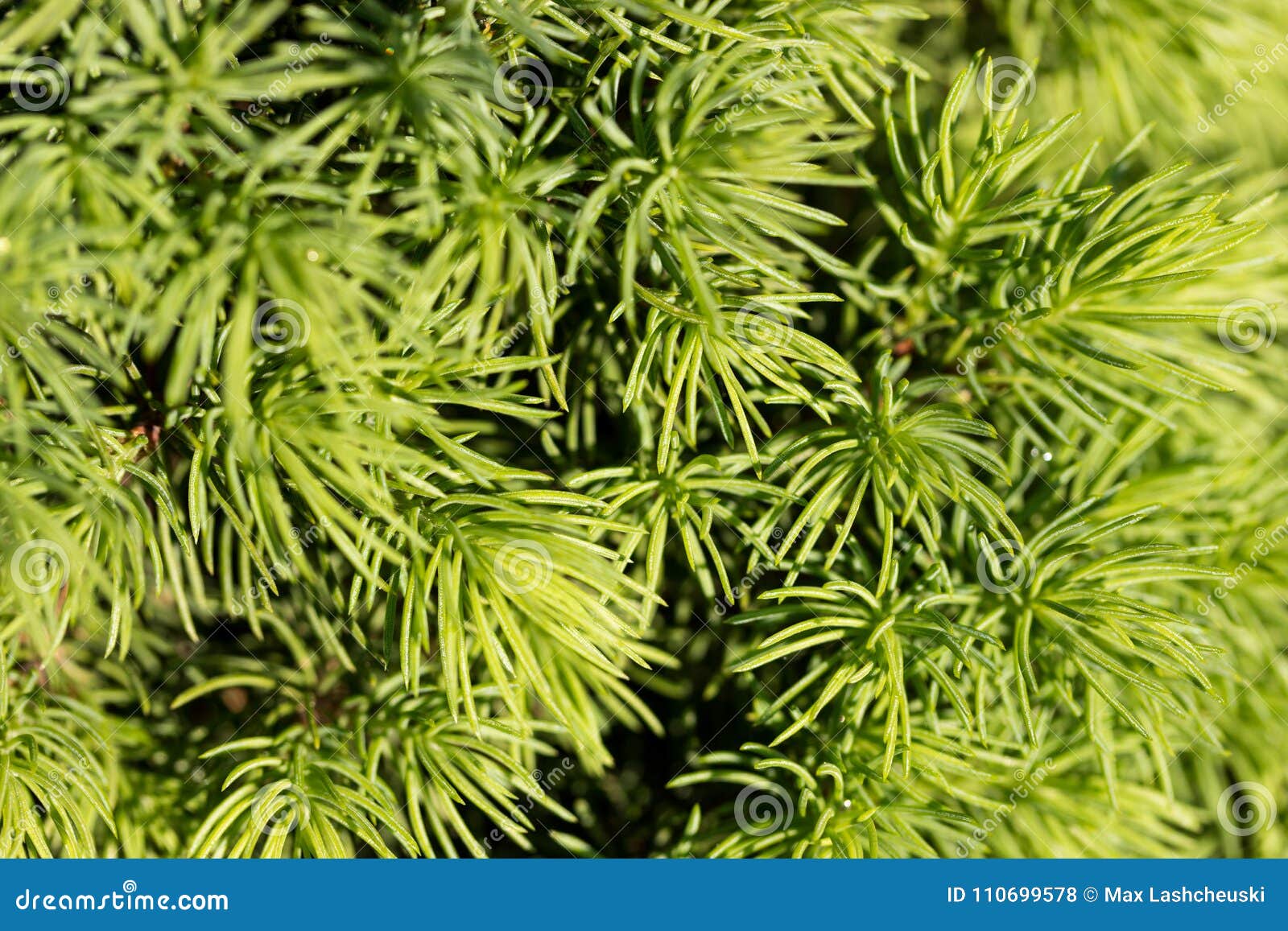 Fir tree branch texture stock photo. Image of green - 110699578