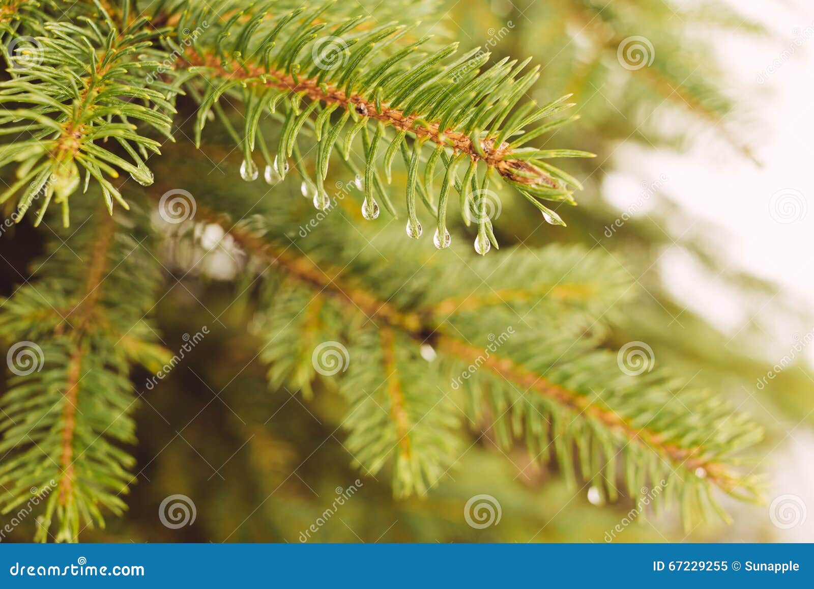 Fir-tree Branch with Water Droplets Stock Image - Image of spruce ...