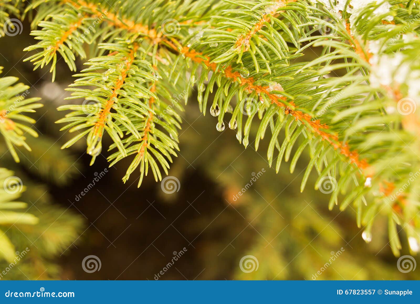 Fir-tree Branch with Water Droplets Stock Image - Image of conifer ...