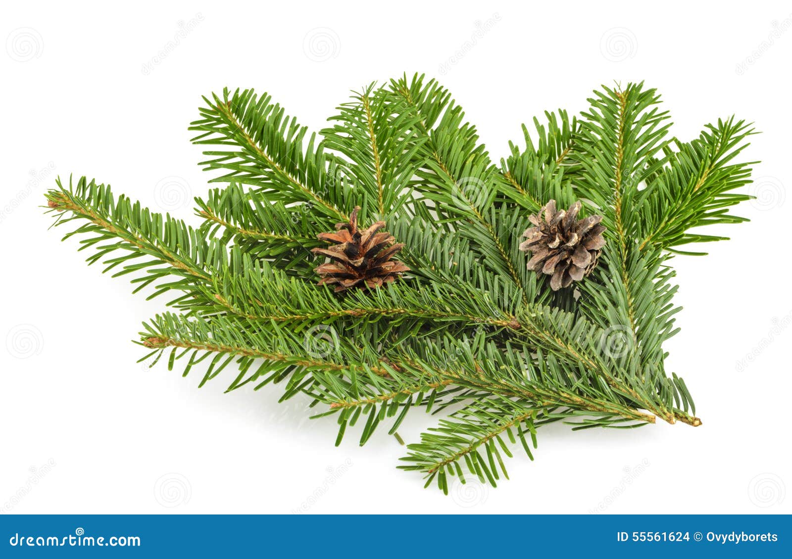 Fir tree branch on white stock photo. Image of branch - 55561624