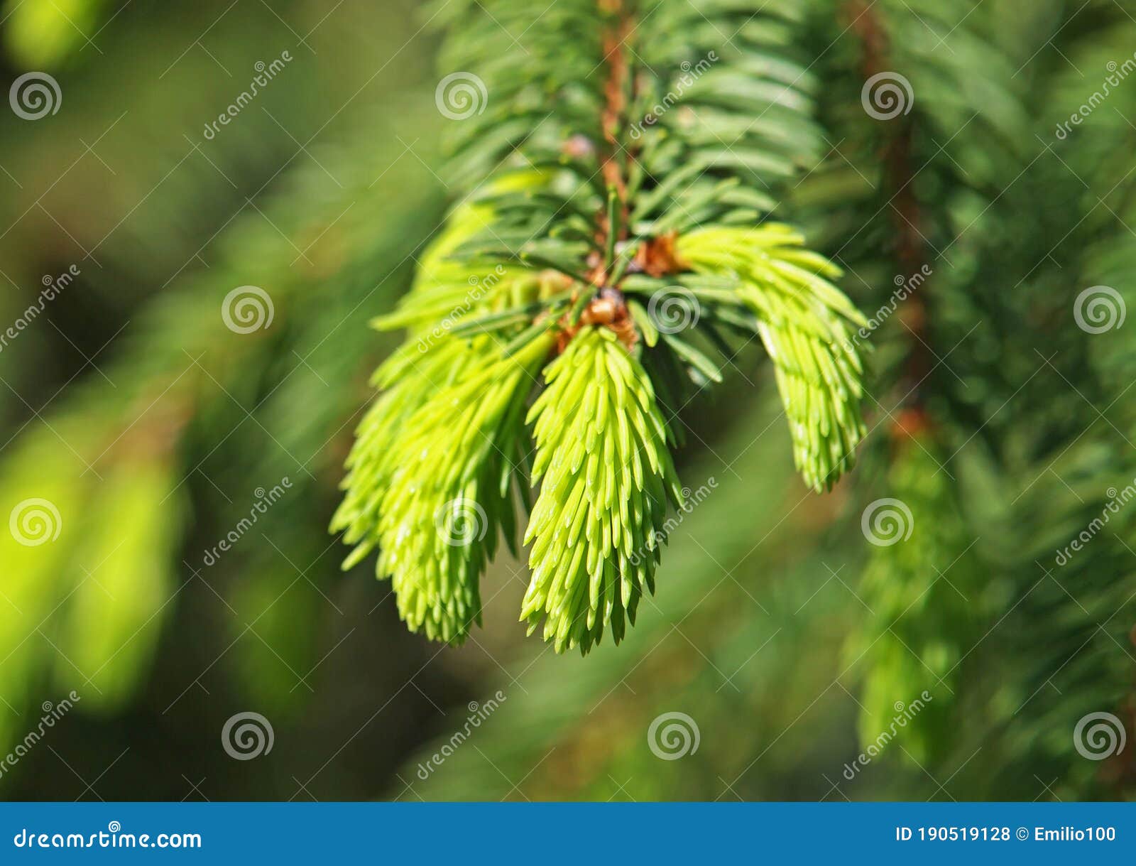 Fir Tree Branch with Young Buds Stock Photo - Image of leaf, sprout ...