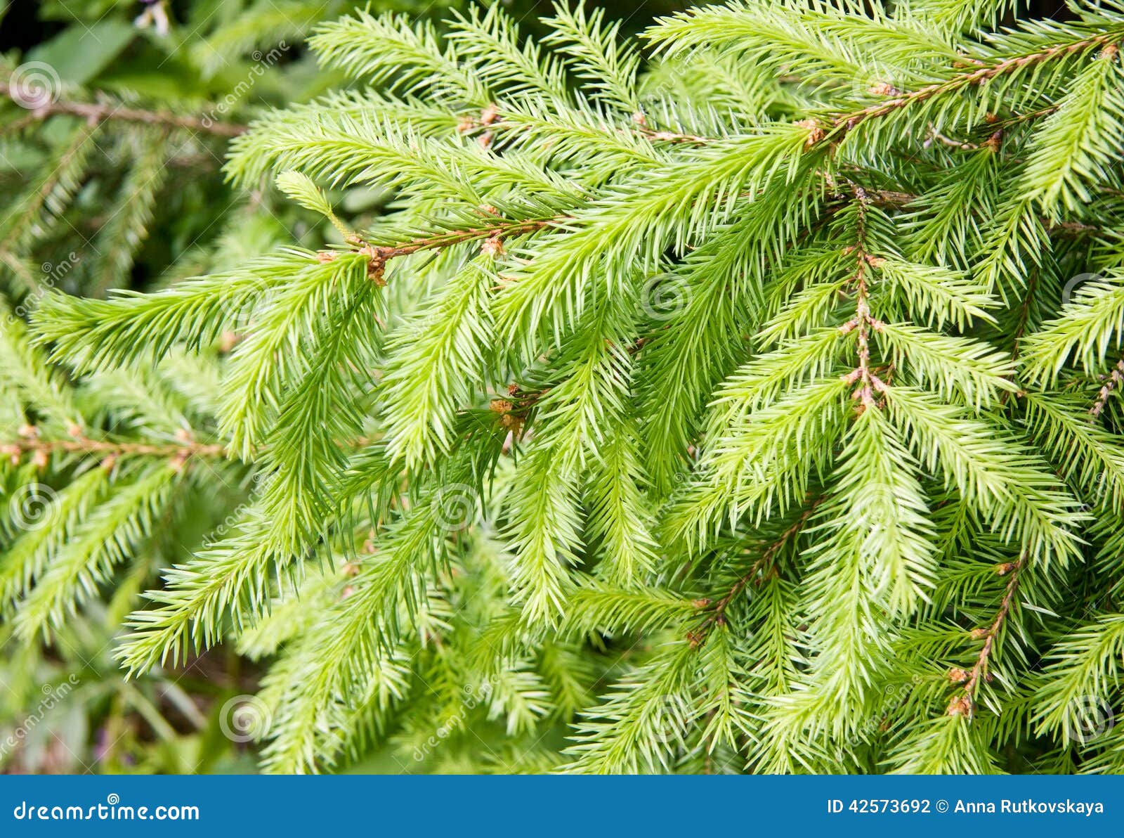 Fir tree branches stock photo. Image of season, thorn - 42573692