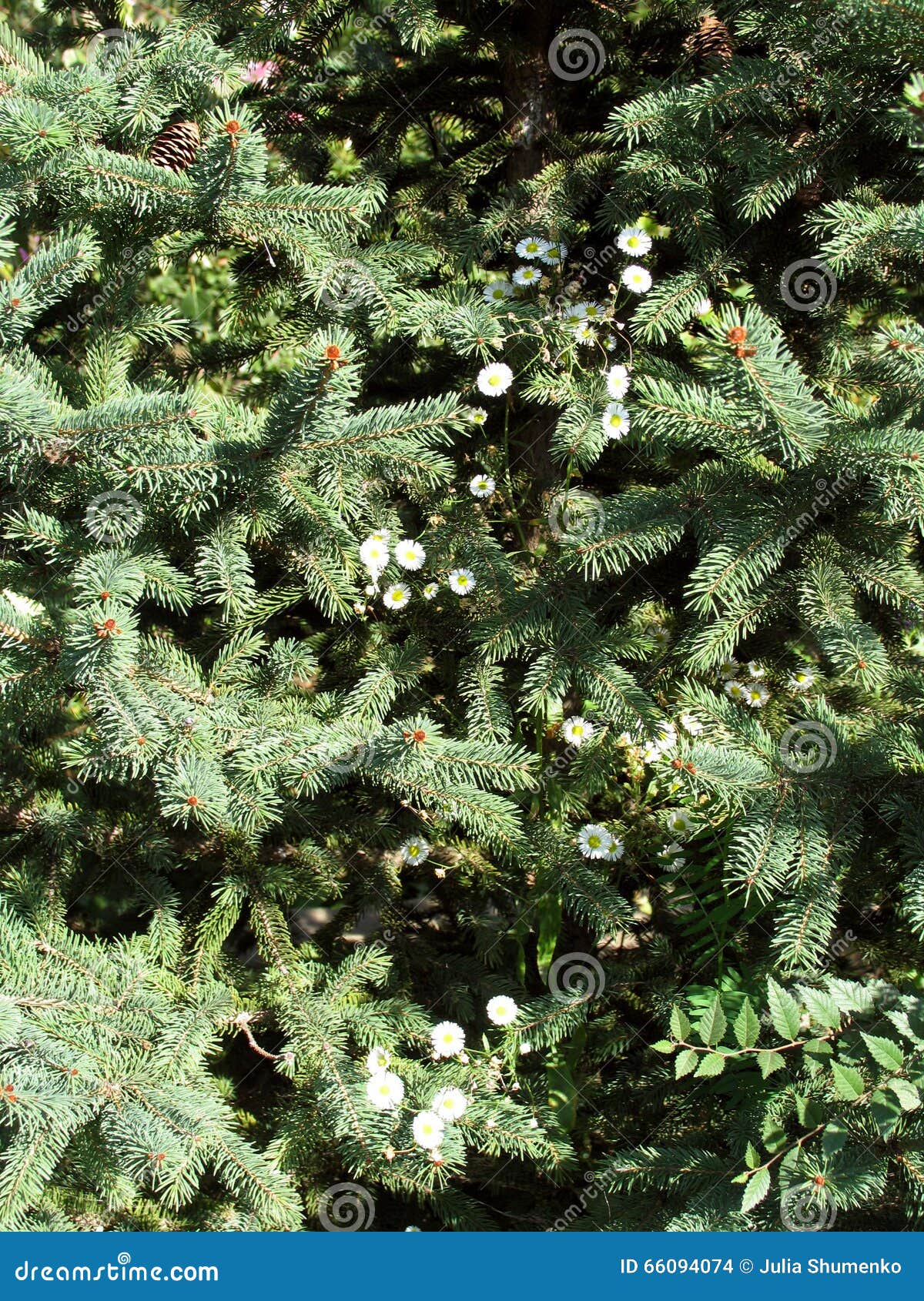 Fir-tree Branches Background Stock Photo - Image of park, decoration ...