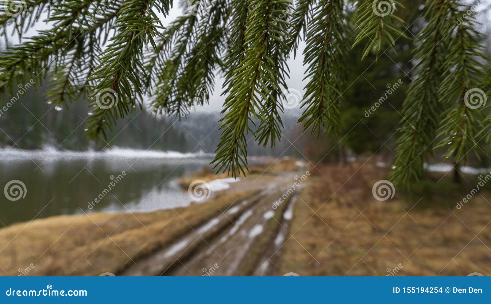 Fir-tree Branches on Background of River and Forest Stock Photo - Image ...