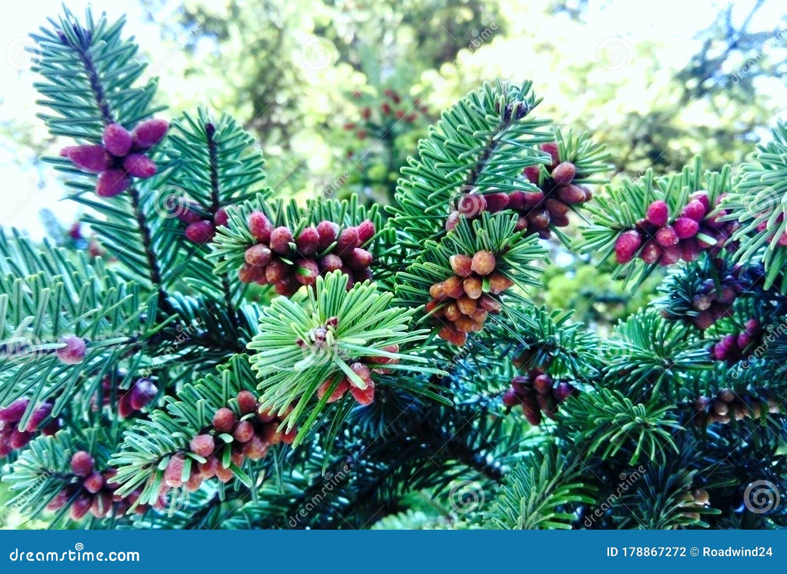 Fir Tree Branches Blossoming Stock Photo - Image of outdoor, close ...