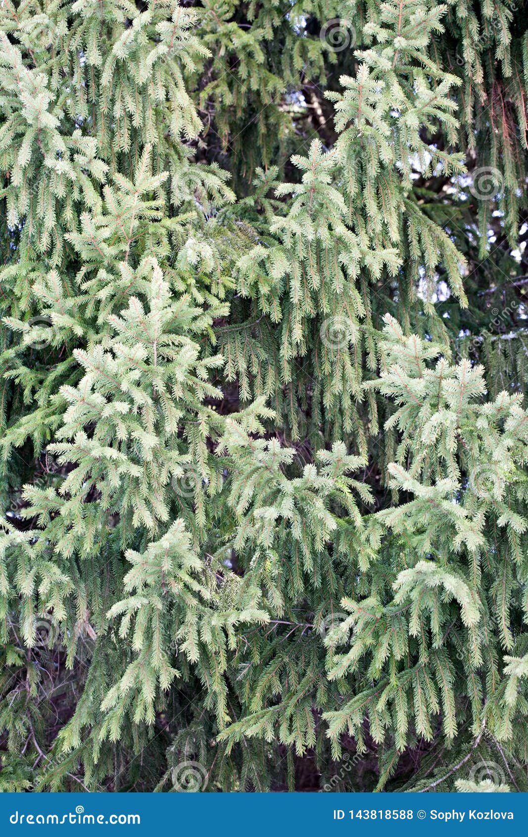 Fir-tree Branches Closeup Texture Pattern View Stock Photo - Image of ...